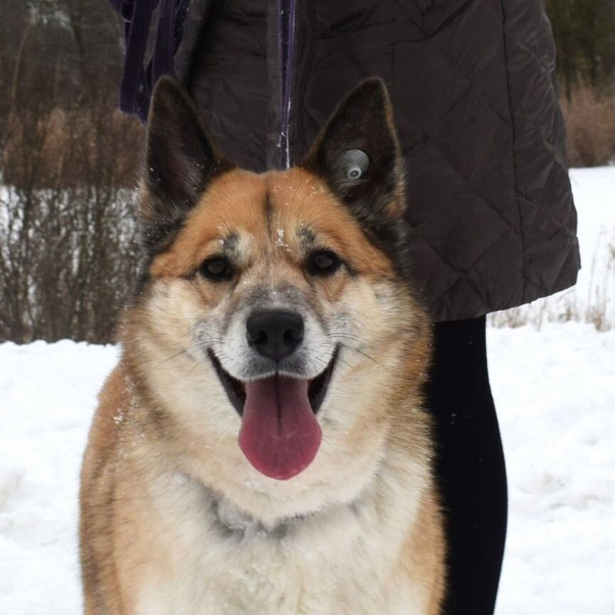 Собака в добрые руки