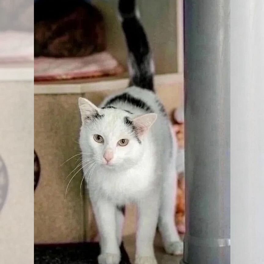 Взрослый кот в добрые руки