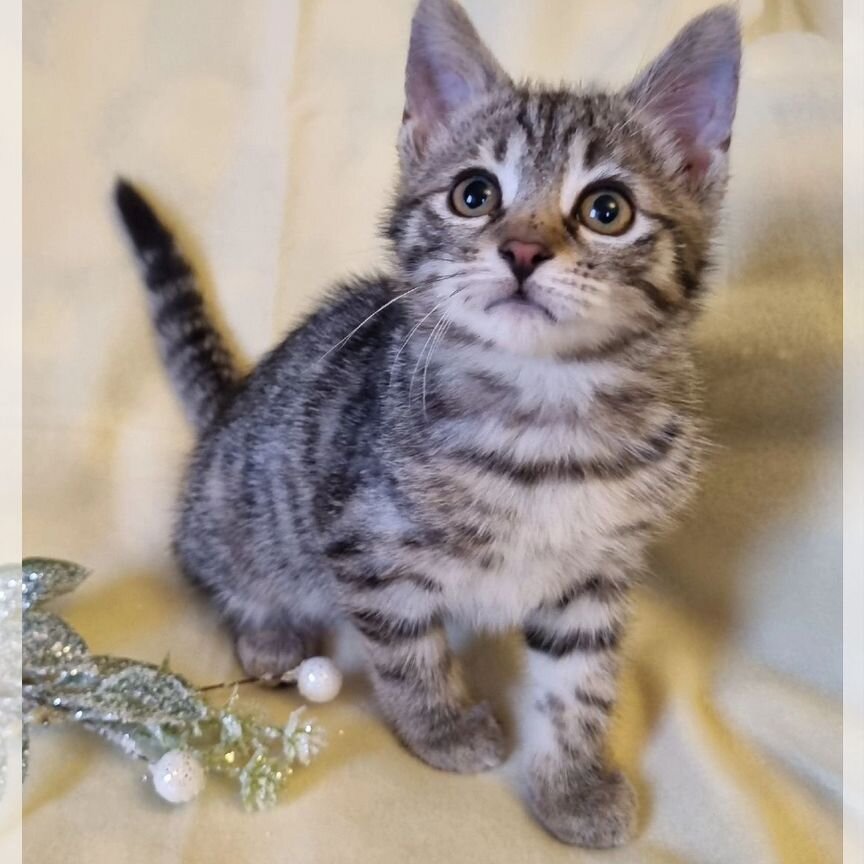 Котёнок ручной от домашней кошки