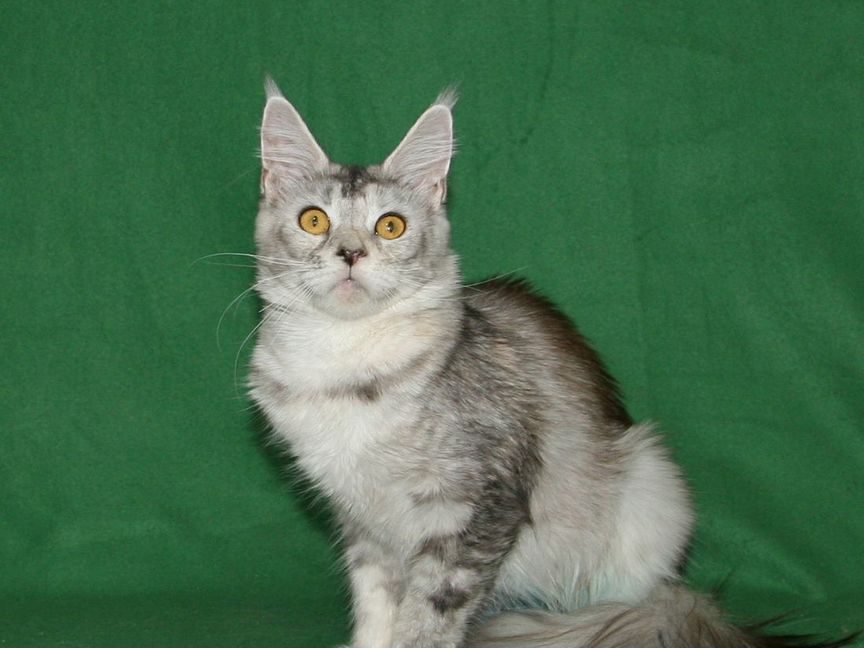 Серебряная красотка мейн-кун