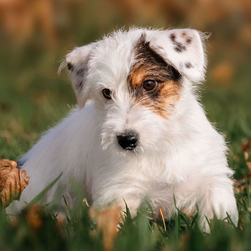 Джек-рассел-терьер, щенок