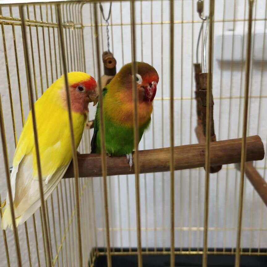 Пара неразлучников