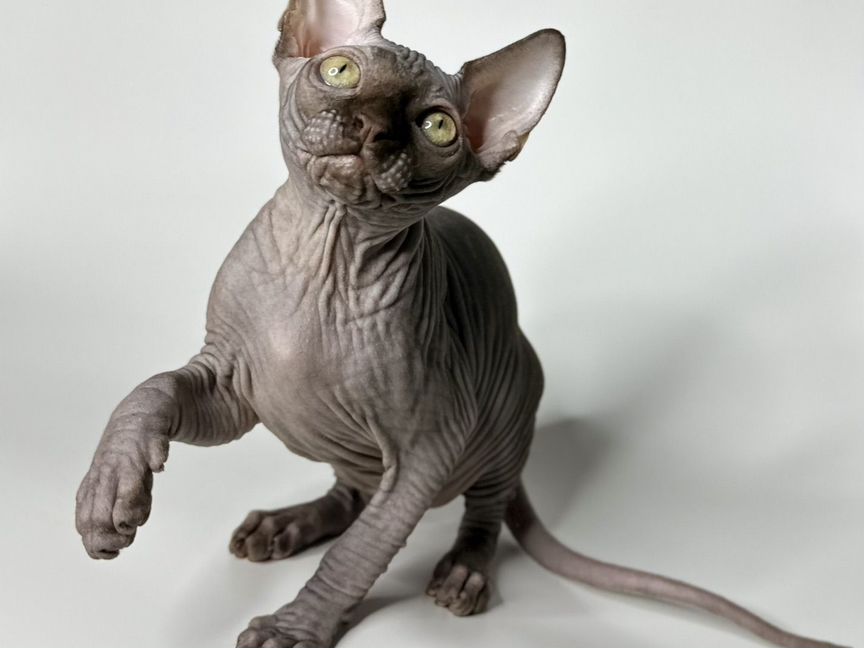 Девочка сфинкс 2 месяца