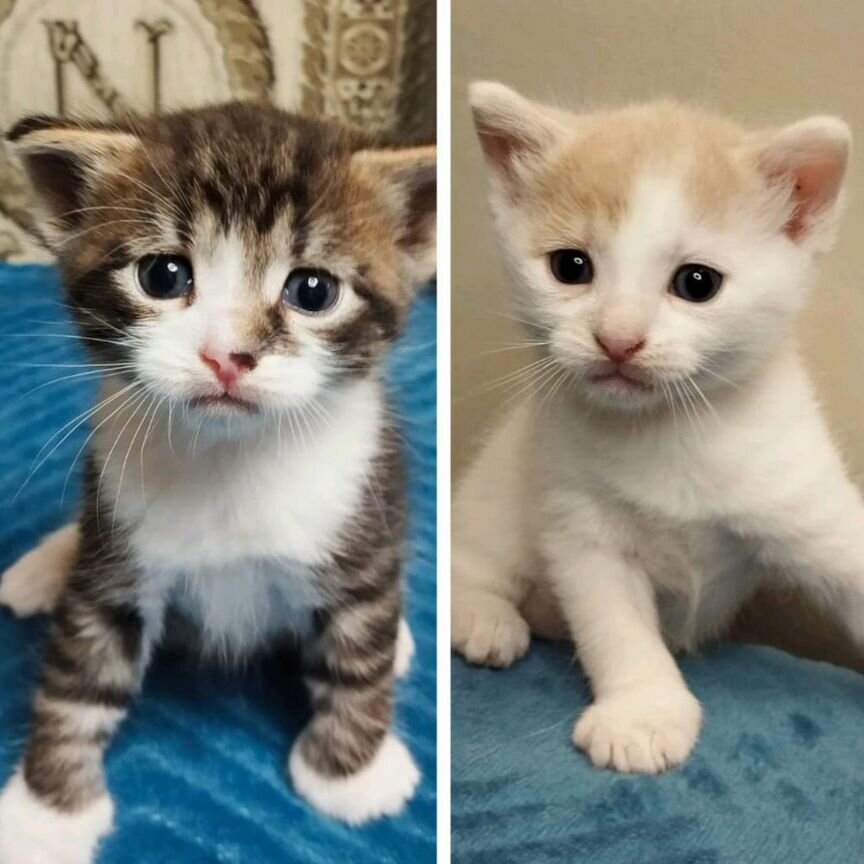 Котятки в добрые руки