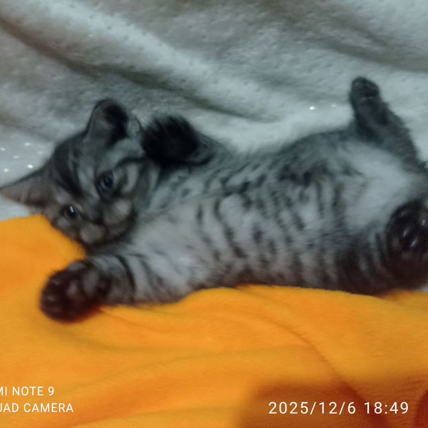 Шотландский прямоухий короткошёрстный котёнок