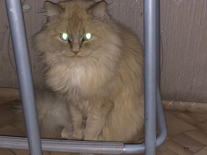 Отдам котика в добрые руки