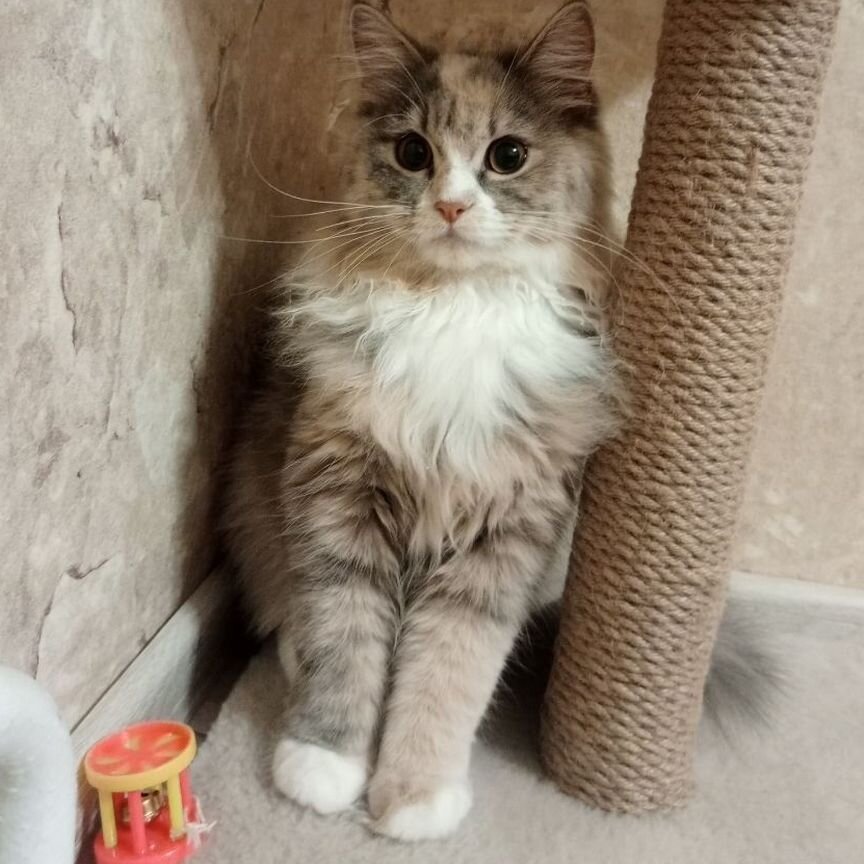 Взрослая, Девочка кошка в добрые руки