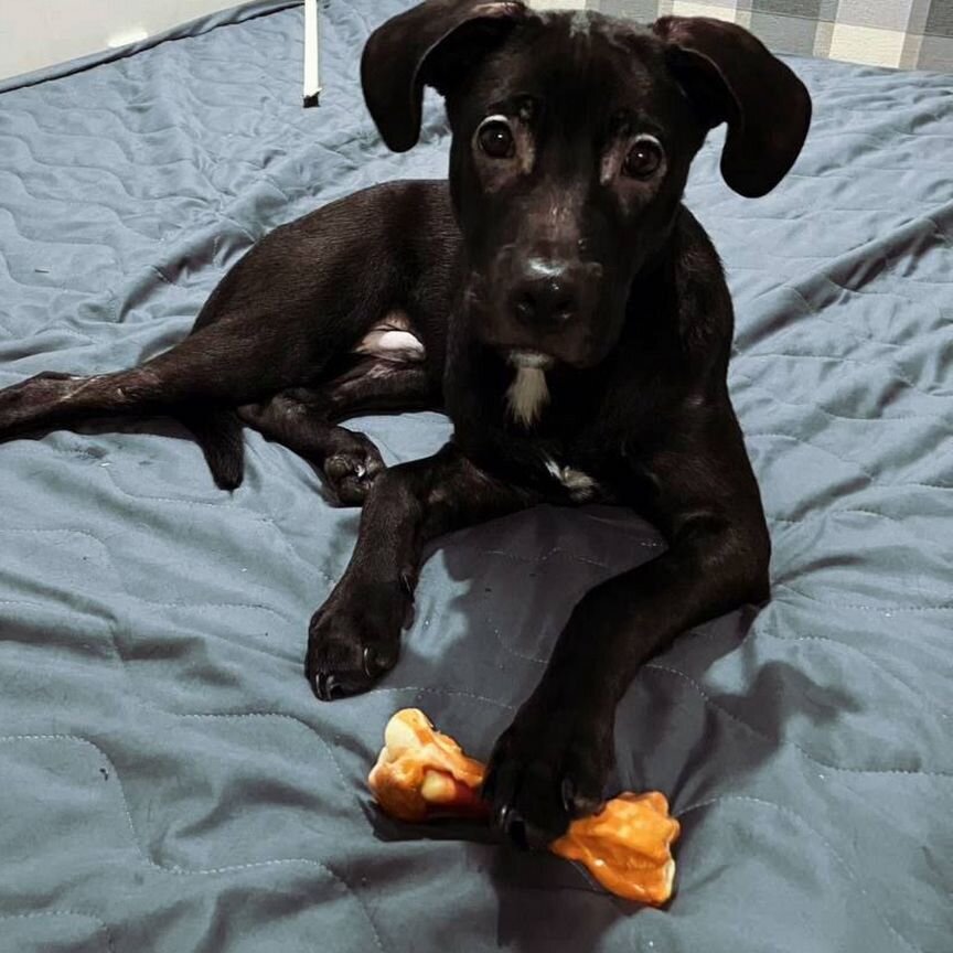 Щенок в добрые руки