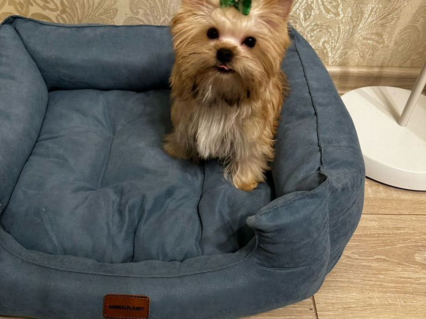 Йоркширский терьер мини