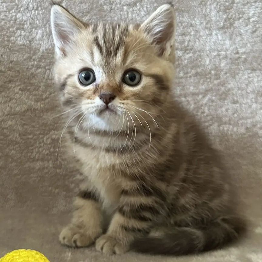 Шотландский прямоухий короткошёрстный котёнок