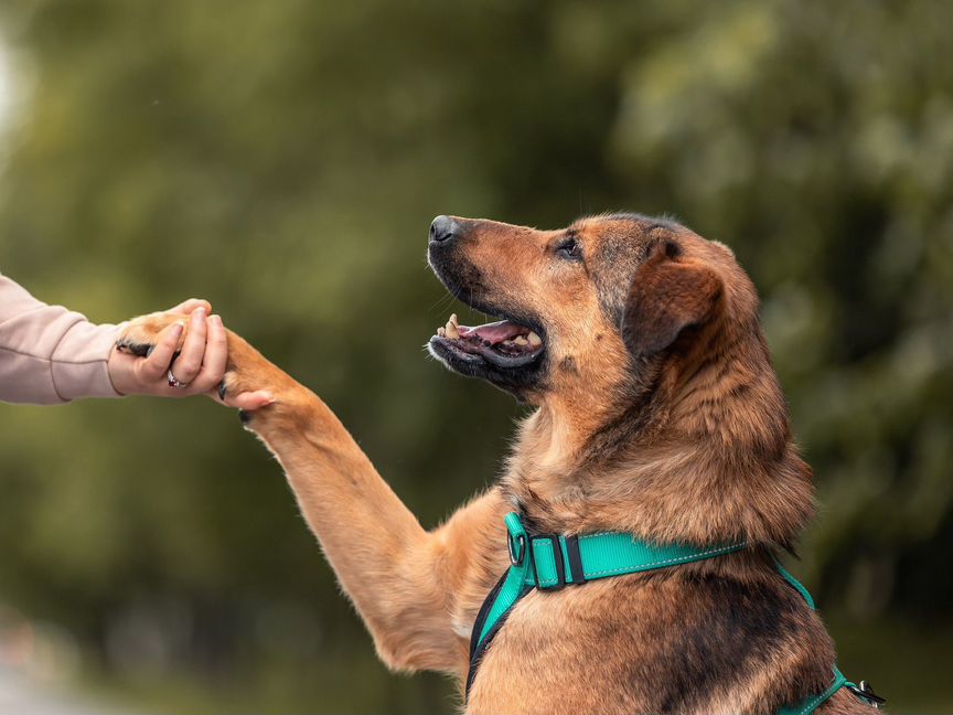 Собака в добрые руки