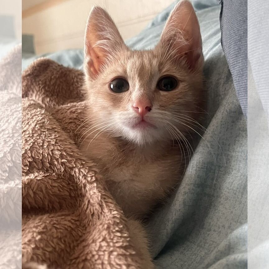 Котик