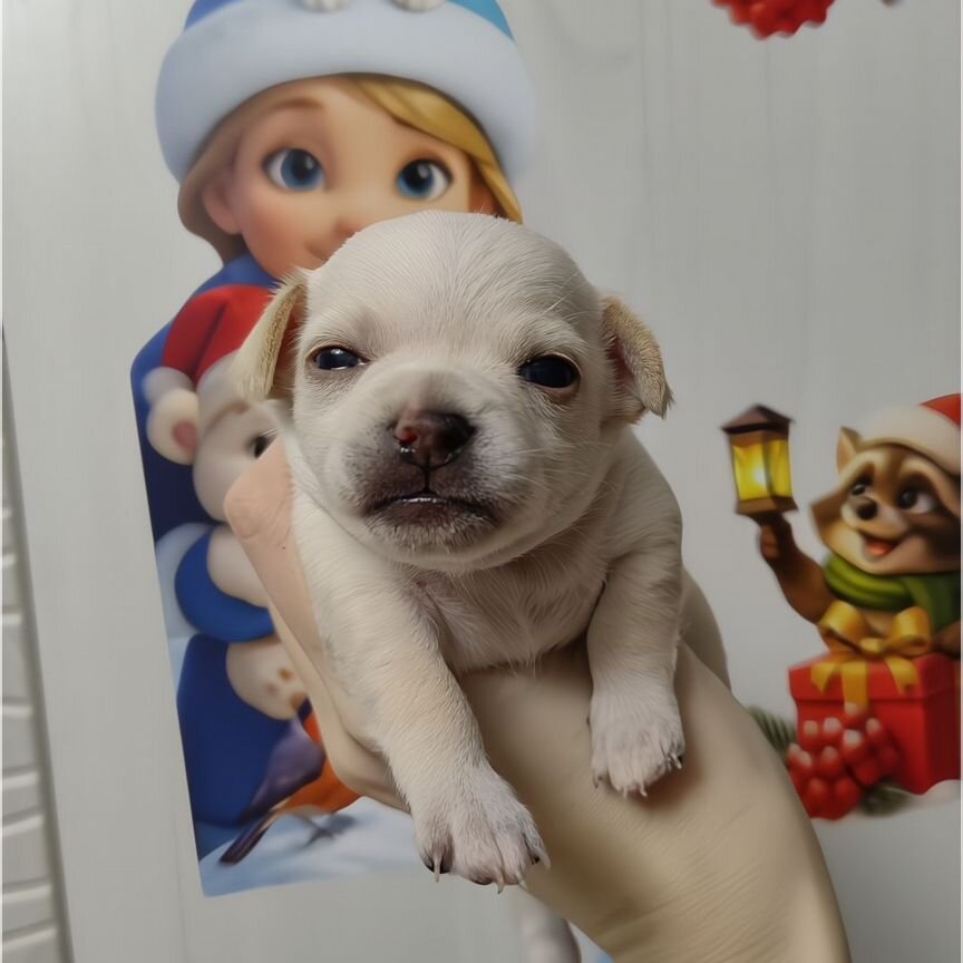 Чихуахуа, щенок