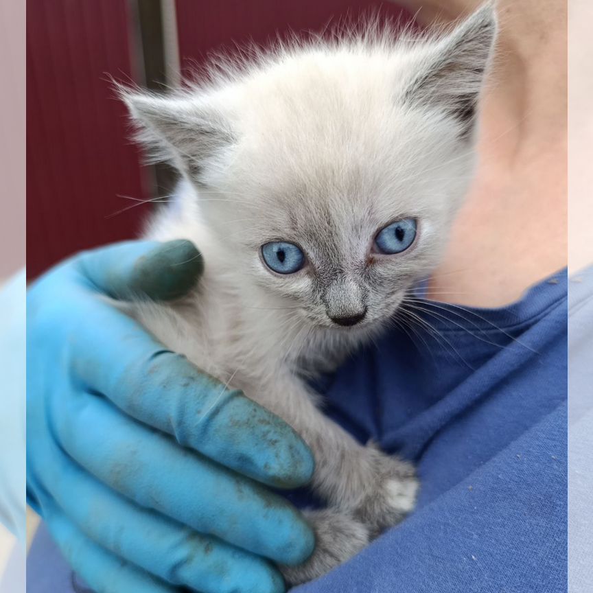Сиамский котёнок