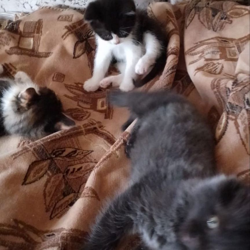 Отдам в добрые руки Котенка
