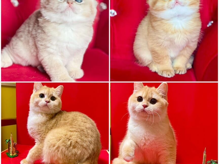 Зеленоглазое золотое счастье в поисках новой семьи