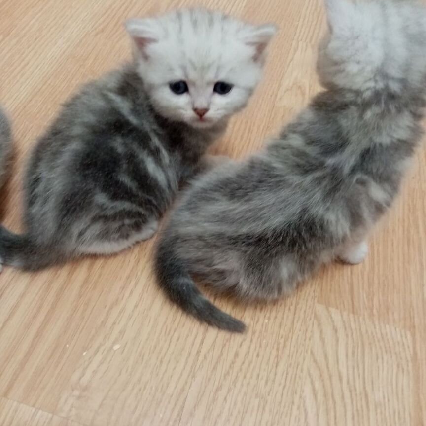 Британские котята шиншилла