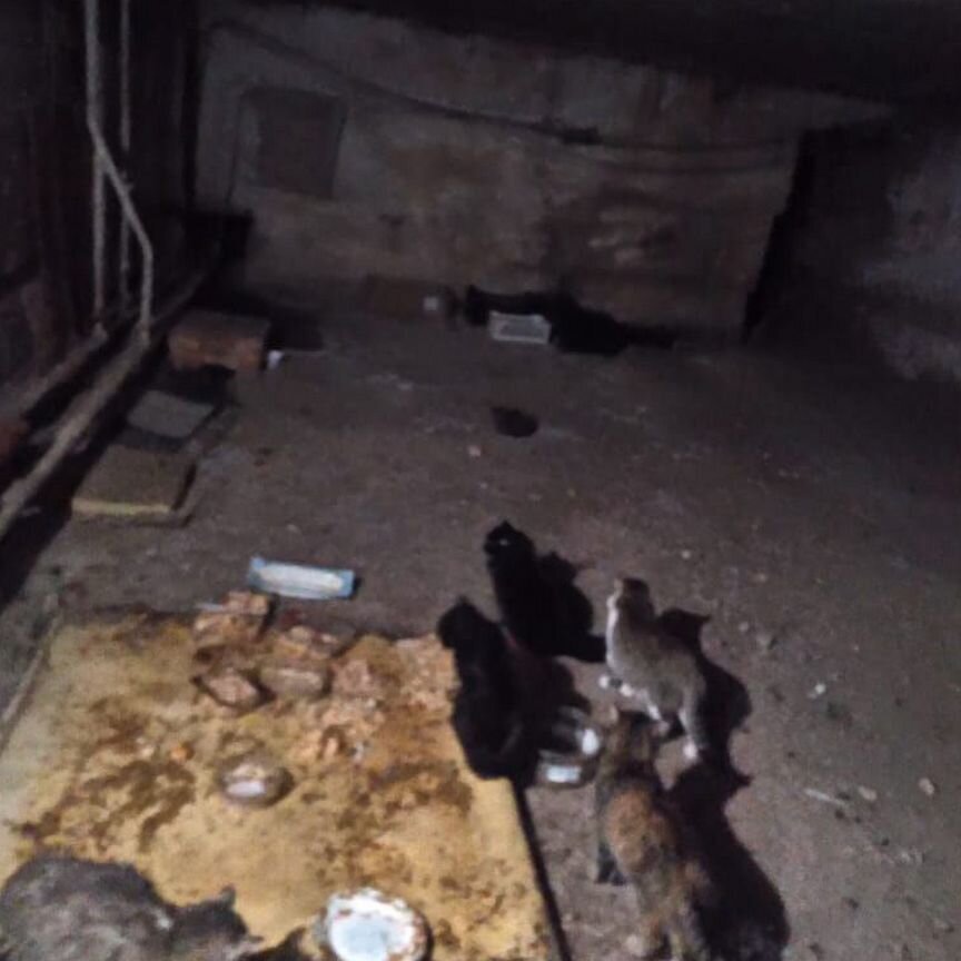 Кошки в подвале