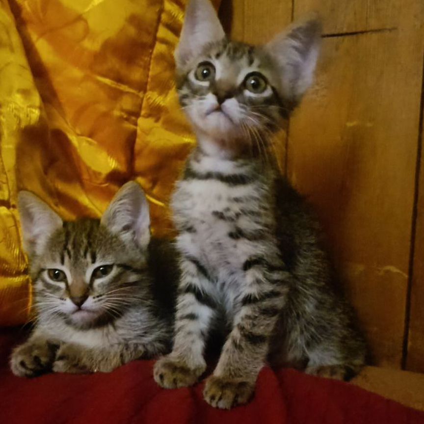 Котята в добрые руки, мальчик и девочка, 2 месяца