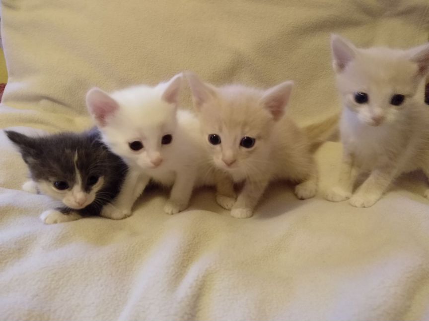 Котята в дар от мышеловки