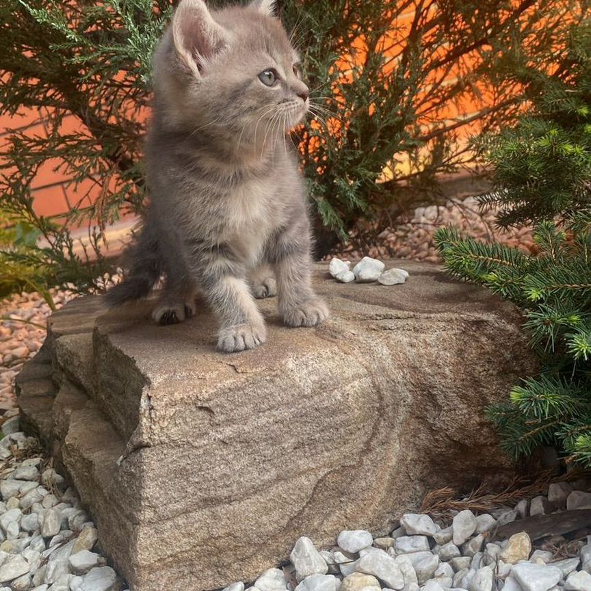 Котята от шотландской кошки