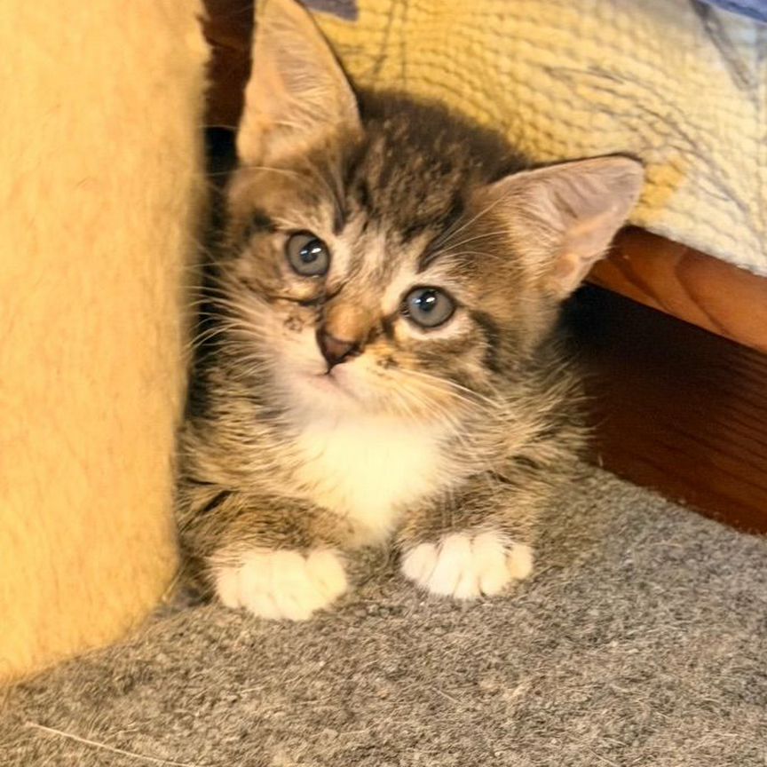 Котёнок в добрые руки