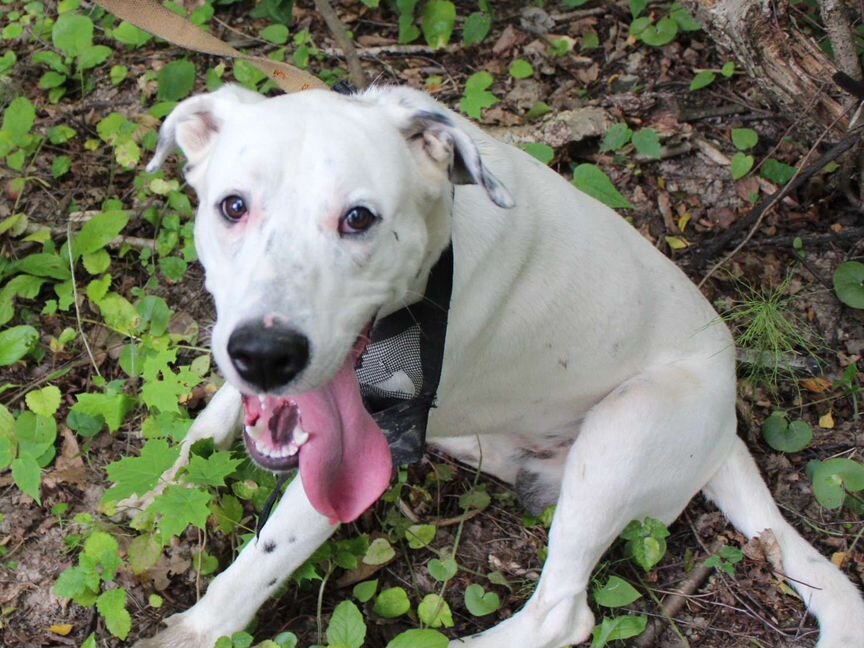 Собака метис в добрые руки