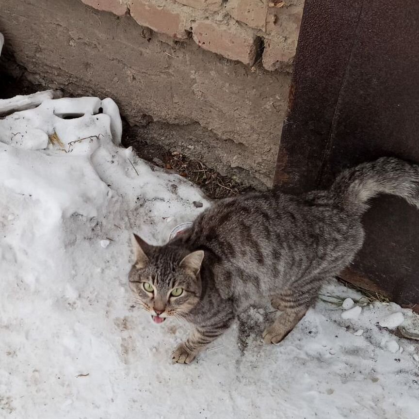 Взрослый кот в добрые руки