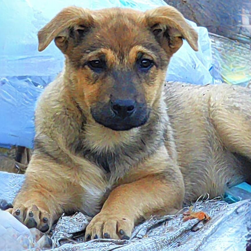 Чудо-охранники ищут семьи. Щенок