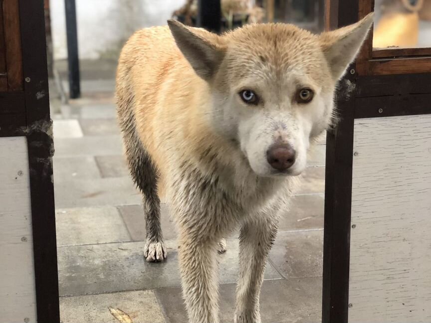 Красивая Собака - лиса для загородного дома