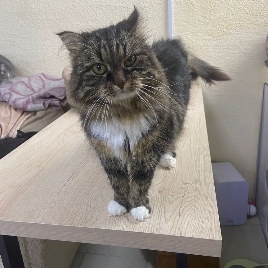 Кошка в добрые руки