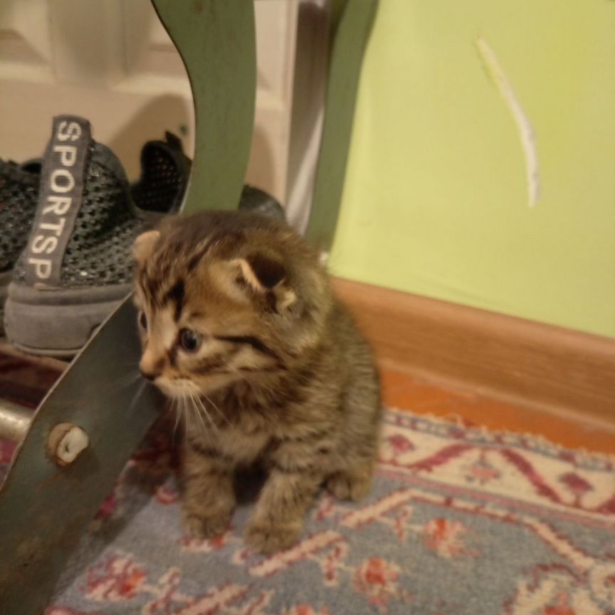 Котята в добрые руки бесплатно