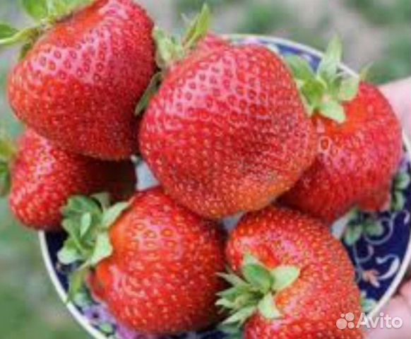 Рассада клубники купить в Москве | Товары для дома и дачи | Авито