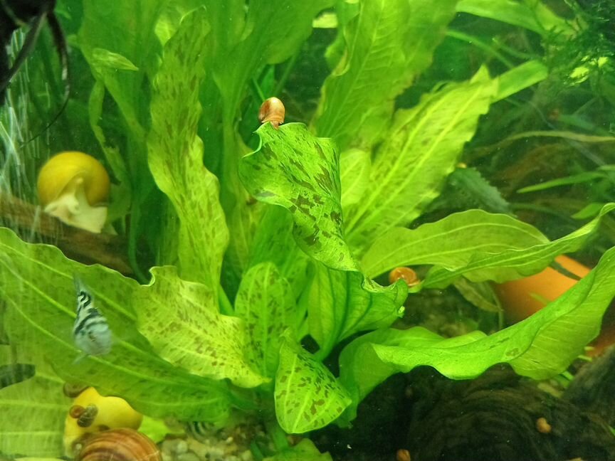 Эхинадорус