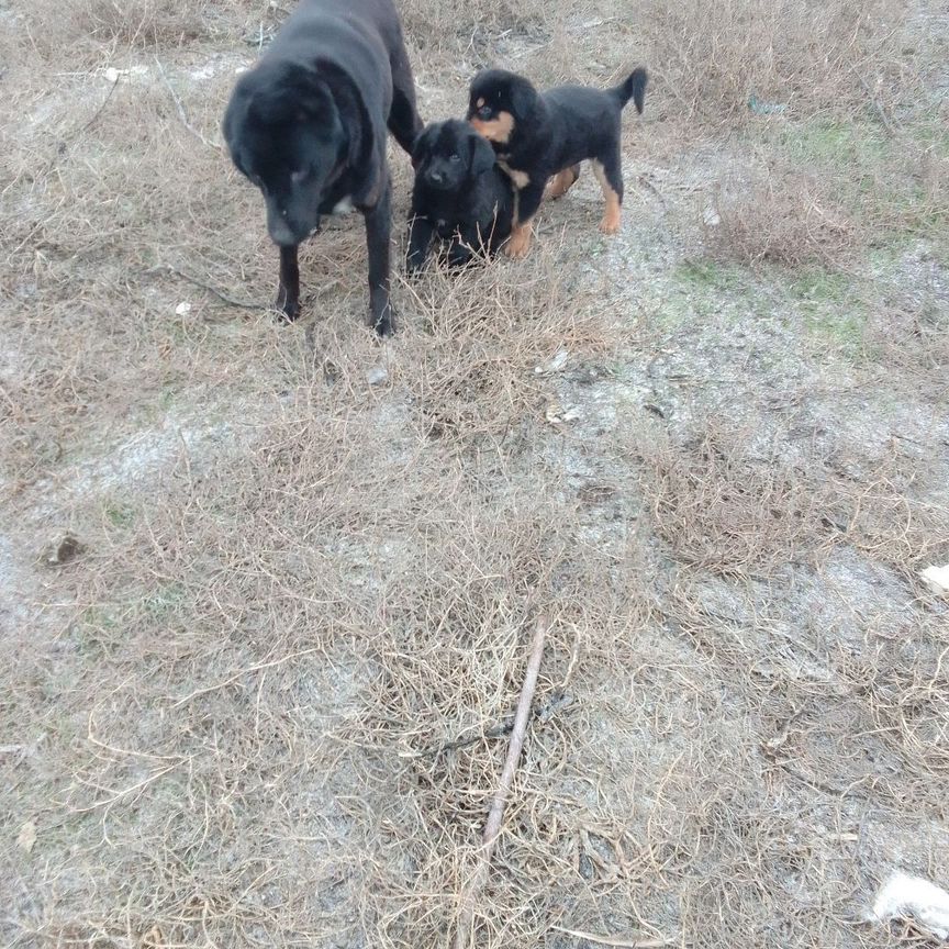 Щенки банхары