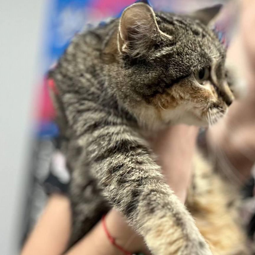 Ласковая кошечка котенок в добрые руки