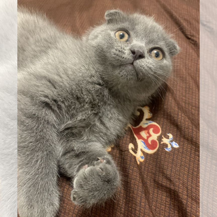 Шотландский котенок