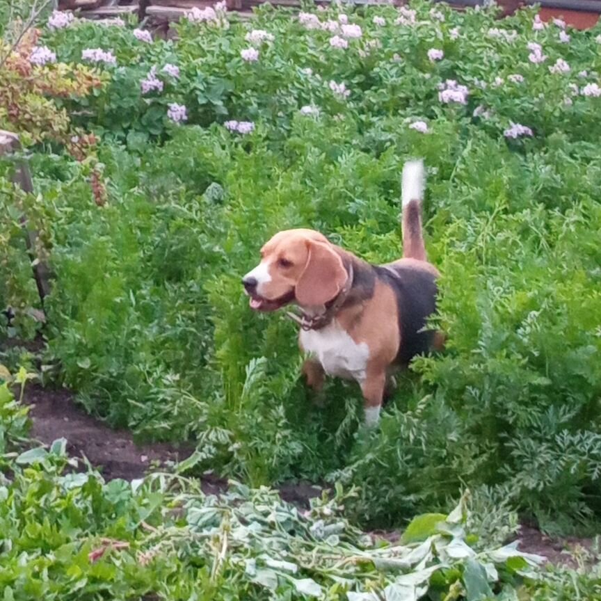 Отдам в добрые руки