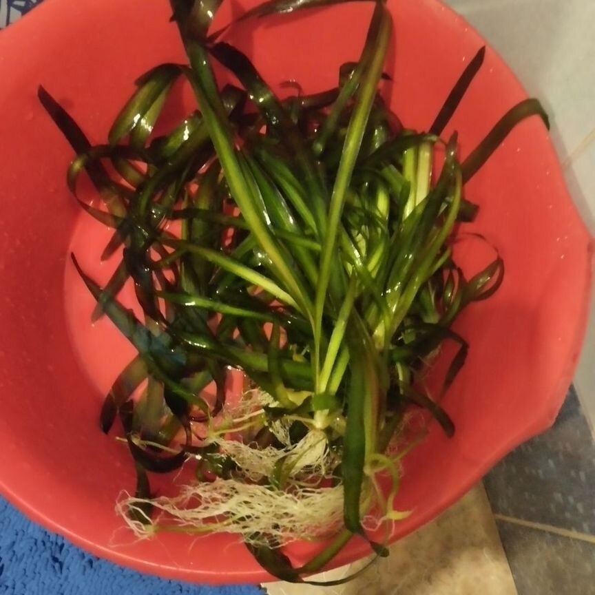 Водоросли для аквариума