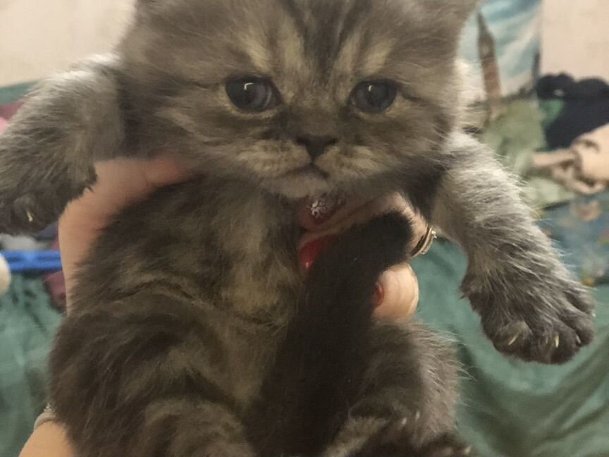 Британские котята