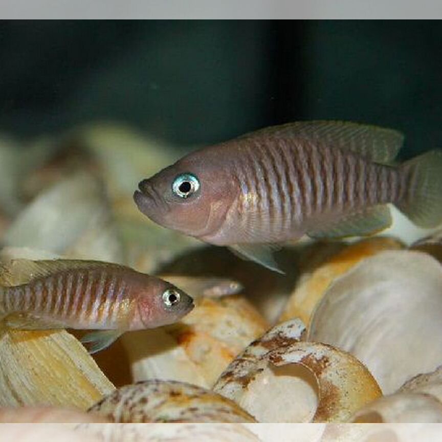 Лампрологус