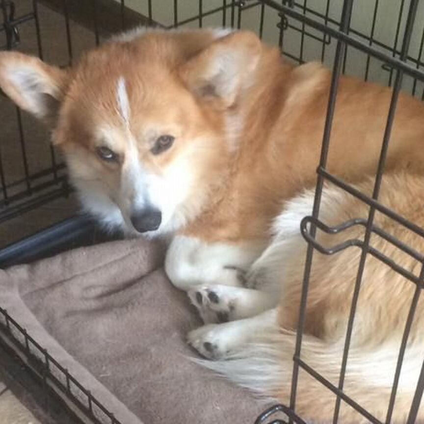 Клетка для собак