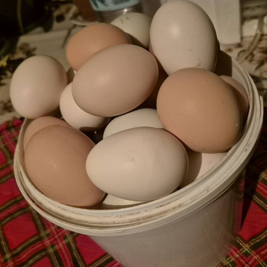 Инкубационные куриное яйцо