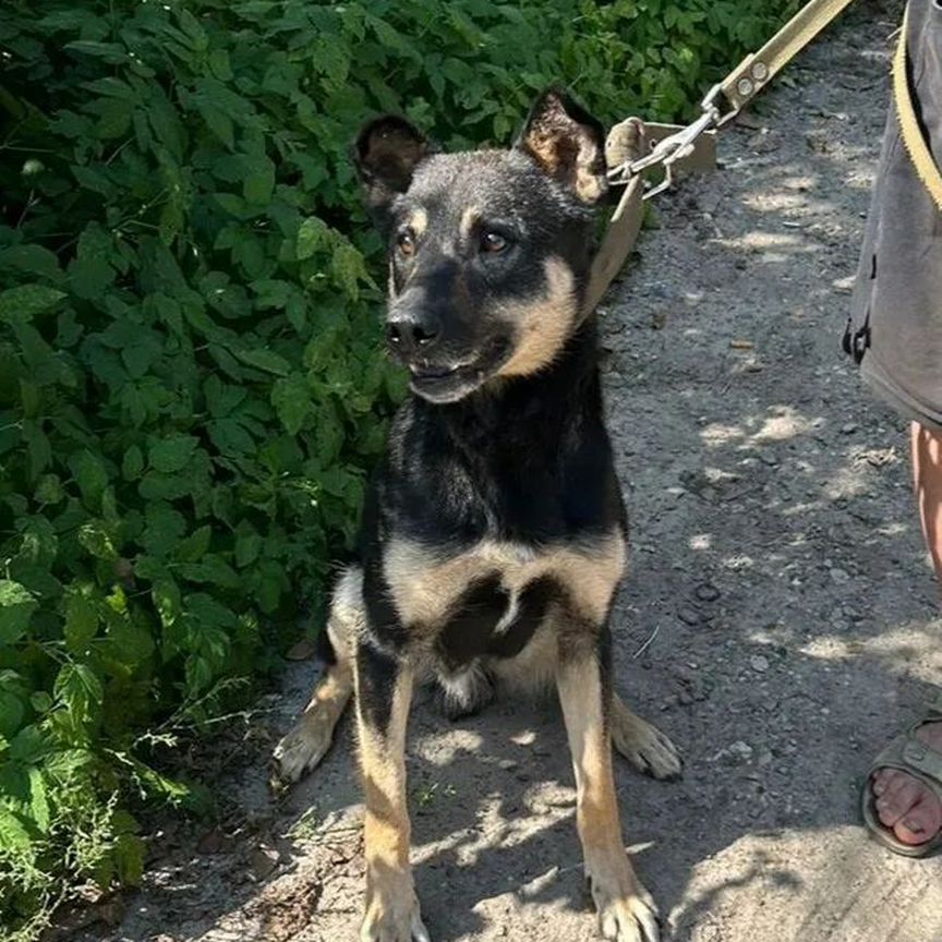 Собака в добрые руки