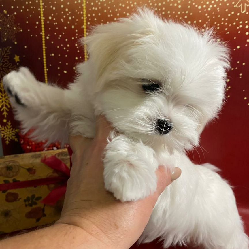 Мальтезе мальчики с документами РКФ