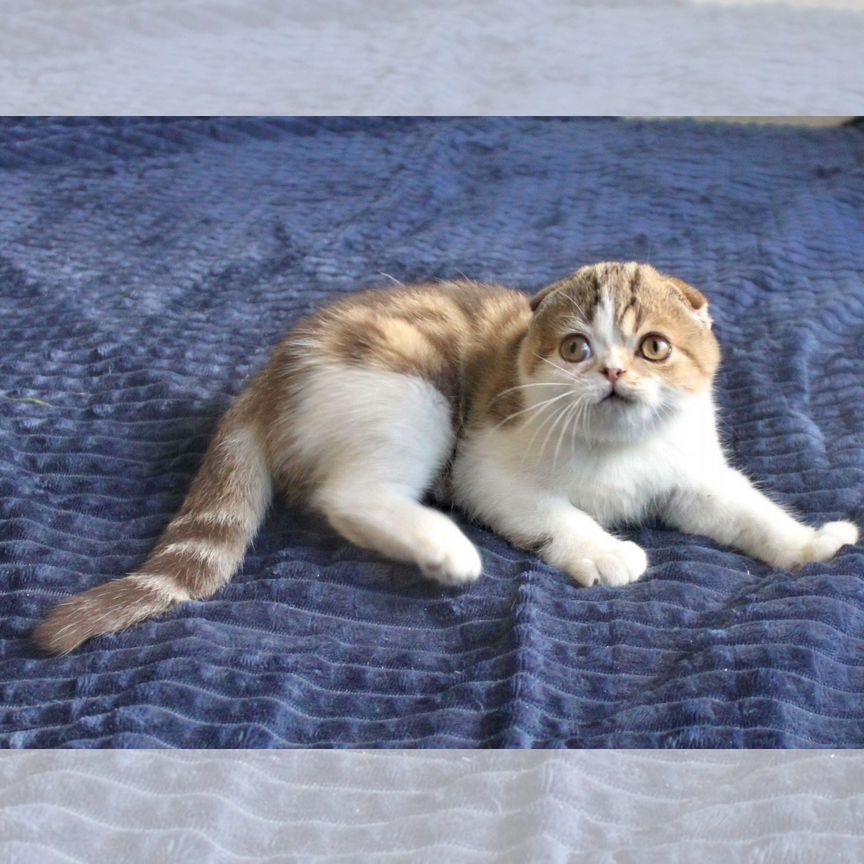 Плюшевый котик