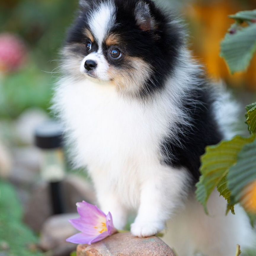 Щенок Малый шпиц девочка