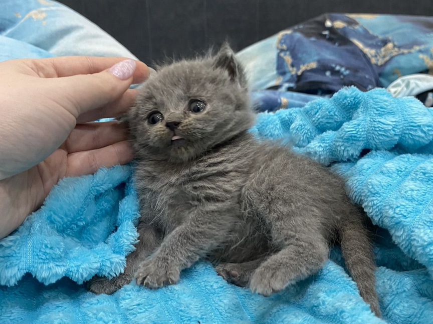 Котенок чистокровный