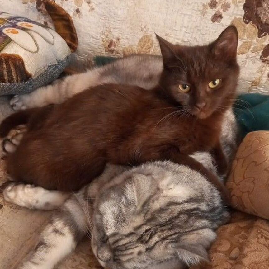 Котёнок шоколадный