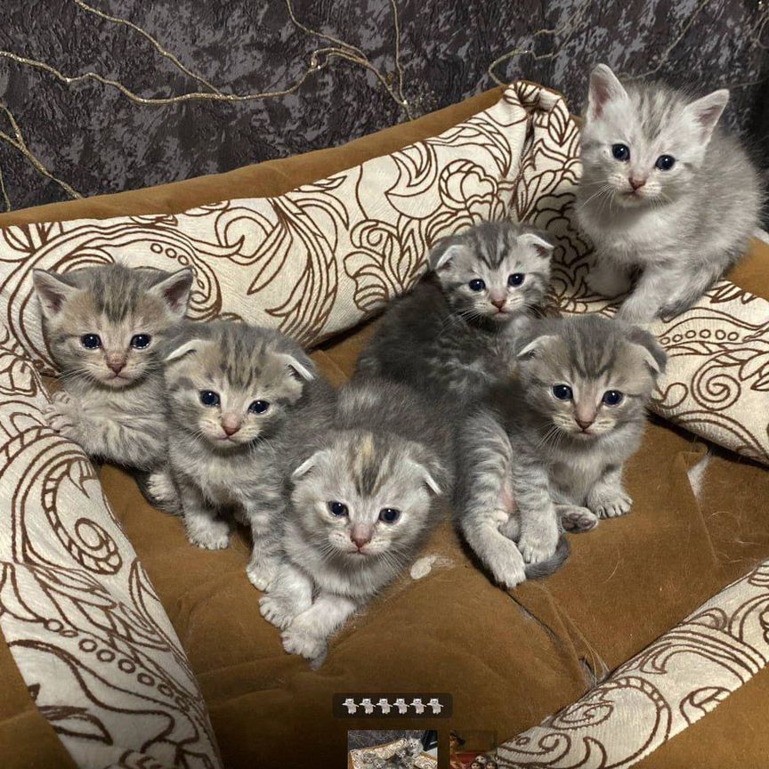 Шотландский вислоухий короткошёрстный котёнок